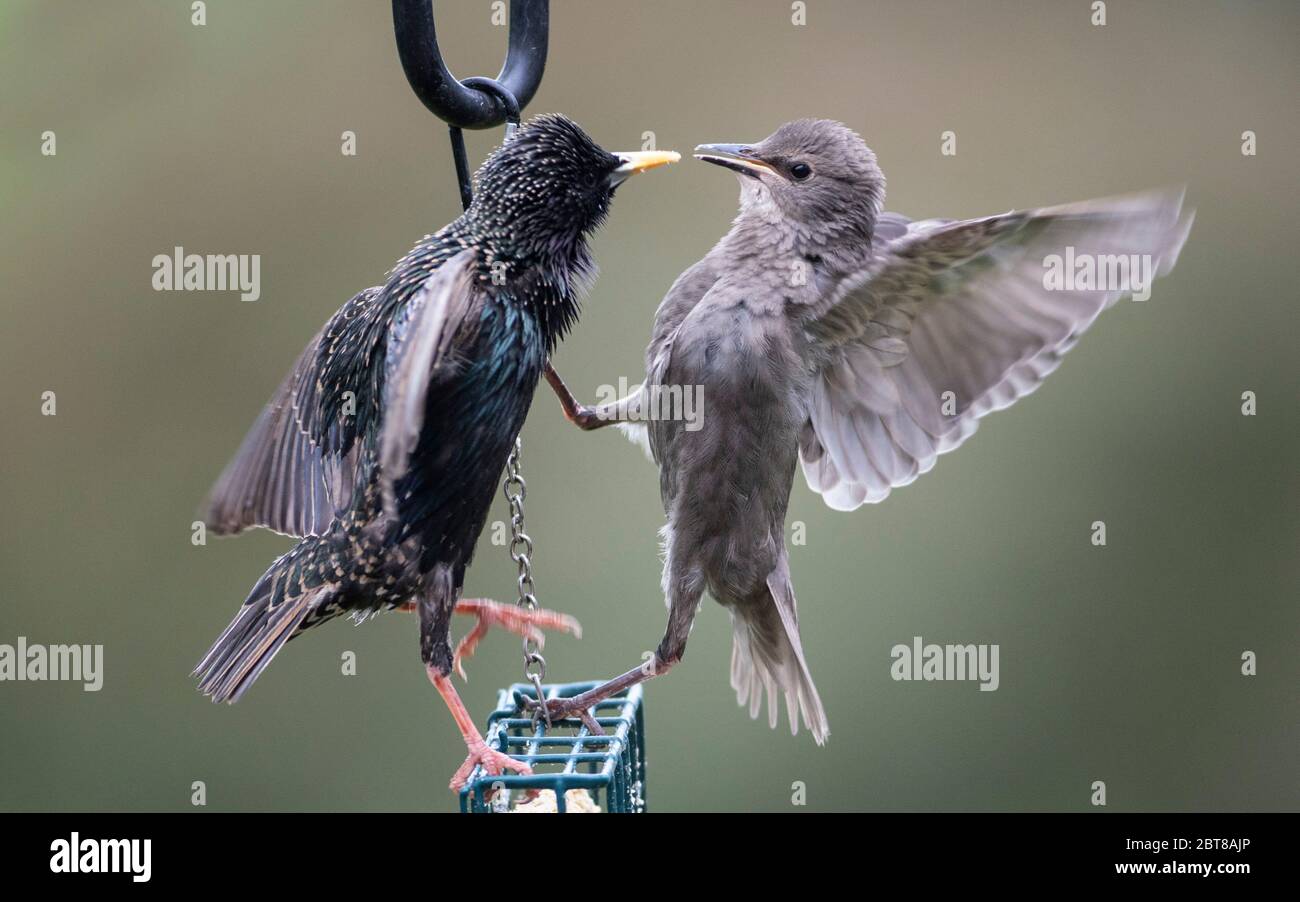 Angry flapping and fighting hi-res stock photography and images - Alamy