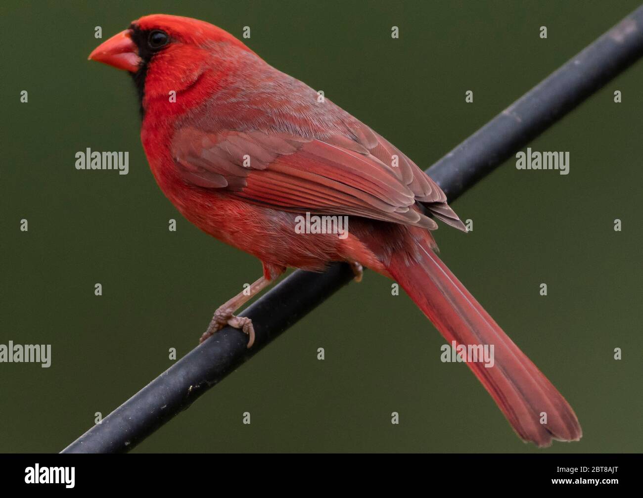 Big red one hi-res stock photography and images - Alamy