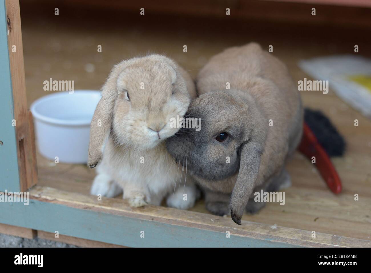 Netherlands dwarf lops pet rabbits give a nudge together, in a ...