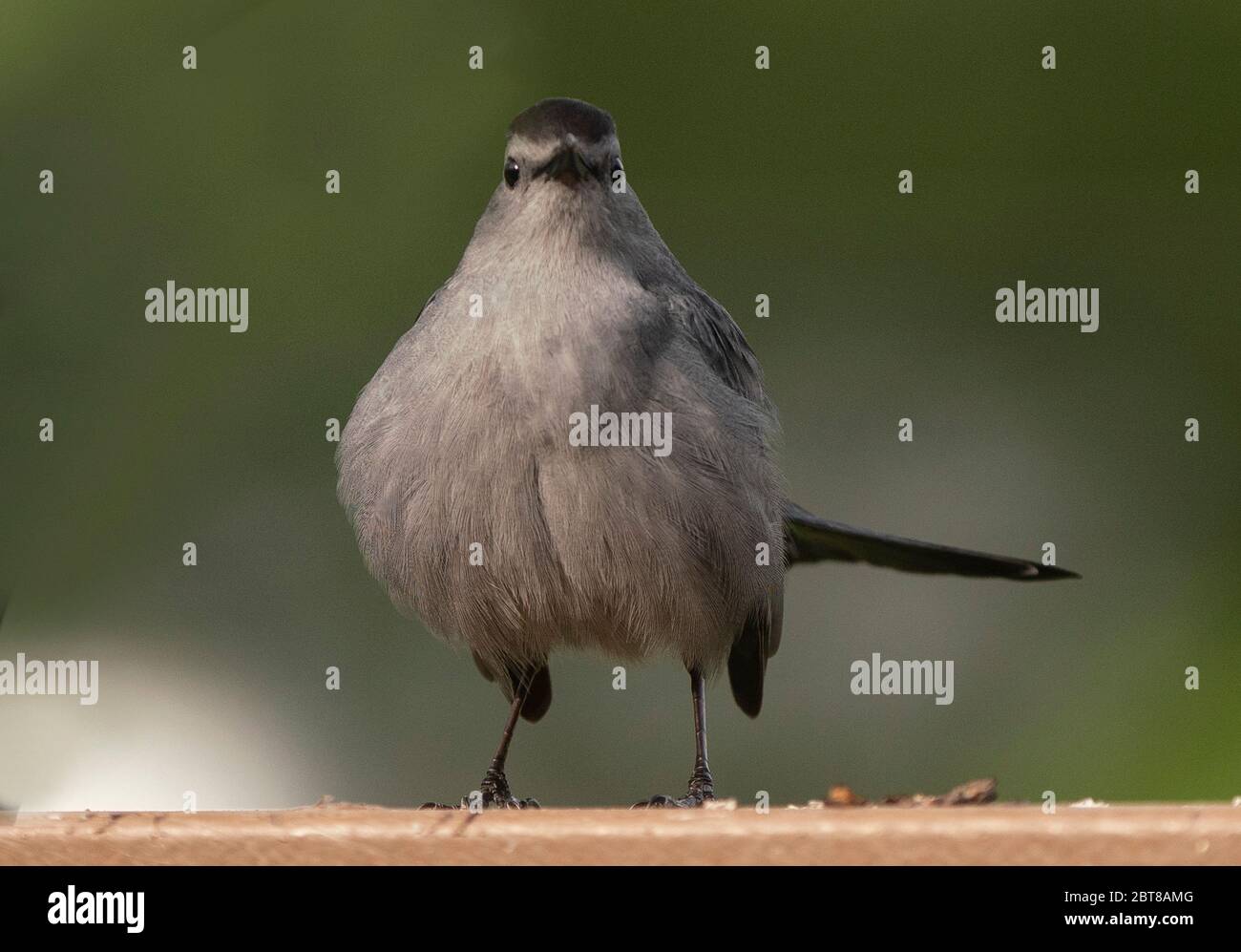 Puffed up hi-res stock photography and images - Alamy