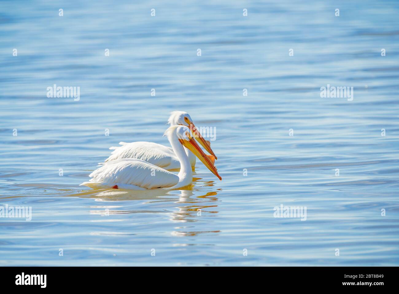 Pelican breeding season hi-res stock photography and images - Alamy