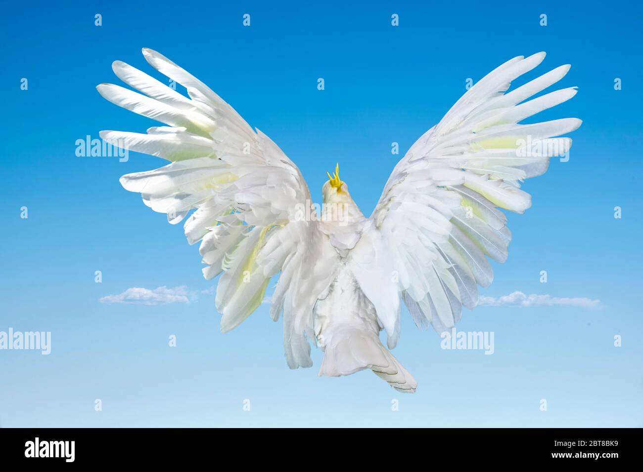 White Bird Wings Spread