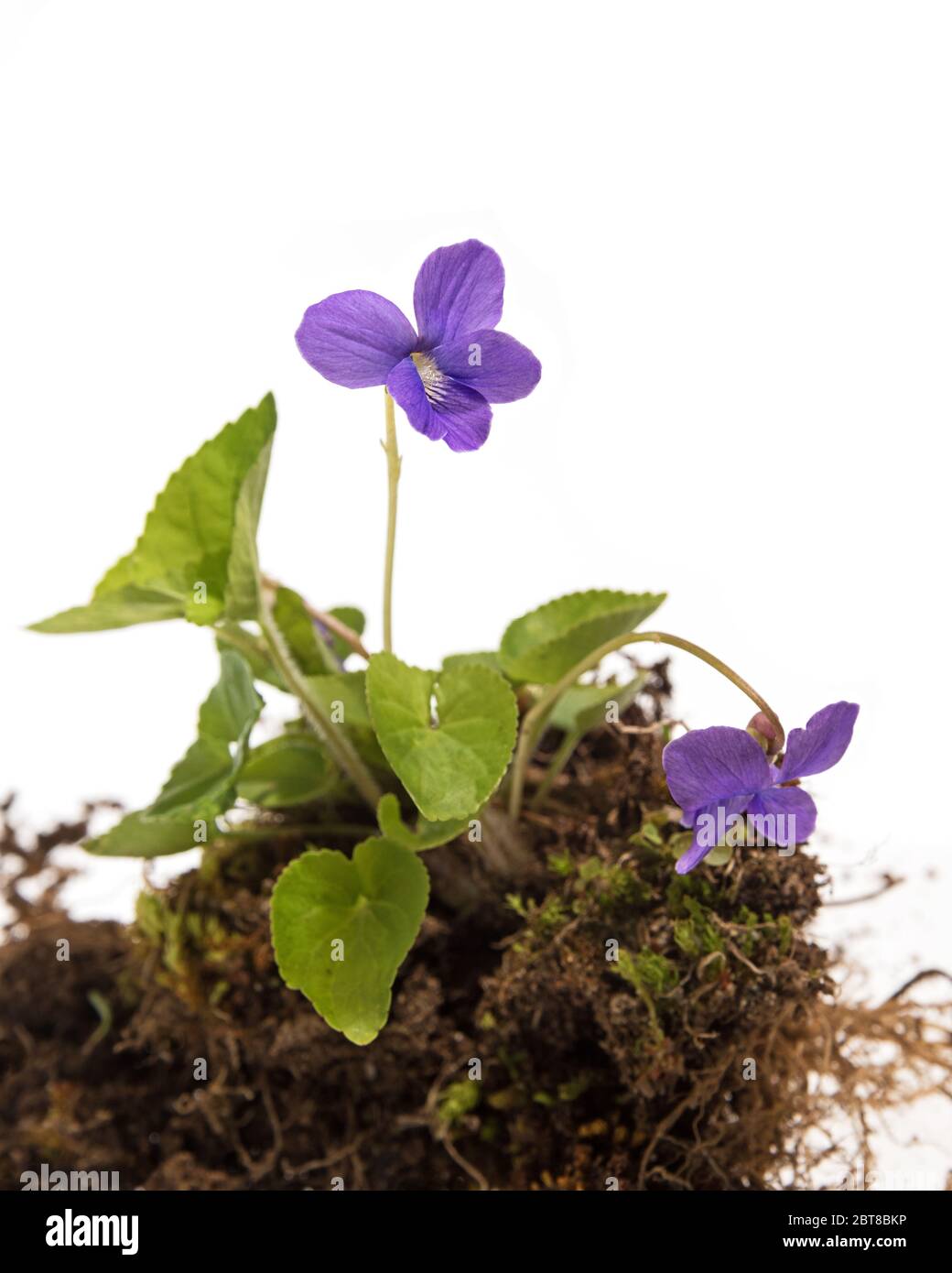 Botanical photo of the Common Blue Violet showing the entire plant ...