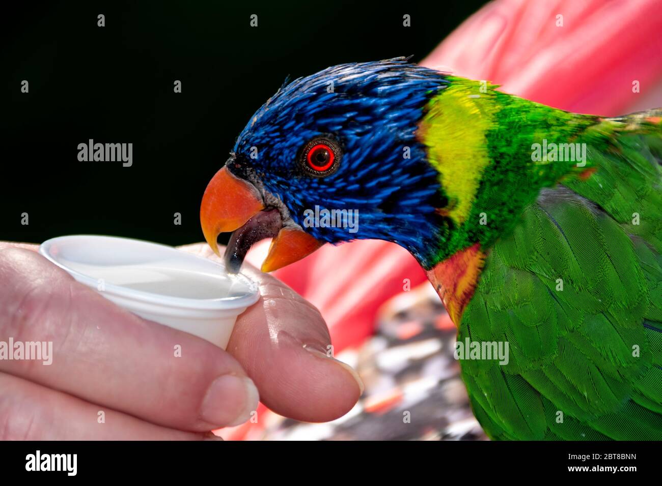 Rainbow lorikeet (Trichoglossus moluccanus) sipping nectar from a cup ...