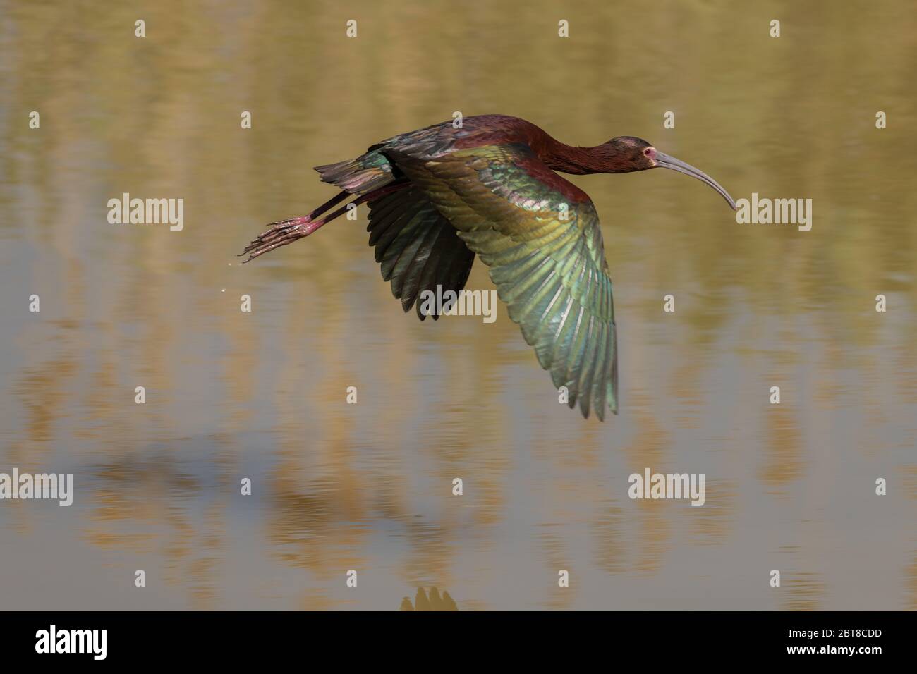 White-faced ibis flying Stock Photo - Alamy