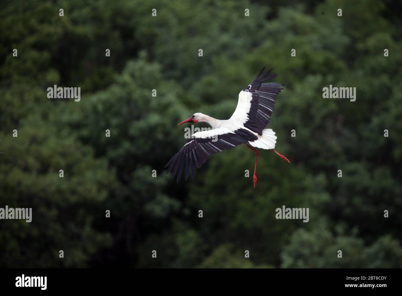 Ankara, Turkey. 23rd May, 2020. A flying stork is seen in the ...