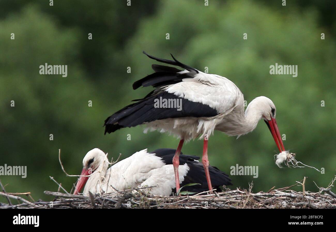Ankara, Turkey. 23rd May, 2020. Storks build a nest in the Kizilcahamam ...