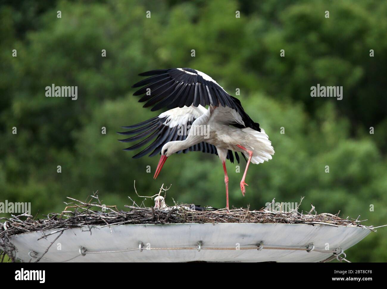 Kaya stork where hi-res stock photography and images - Alamy