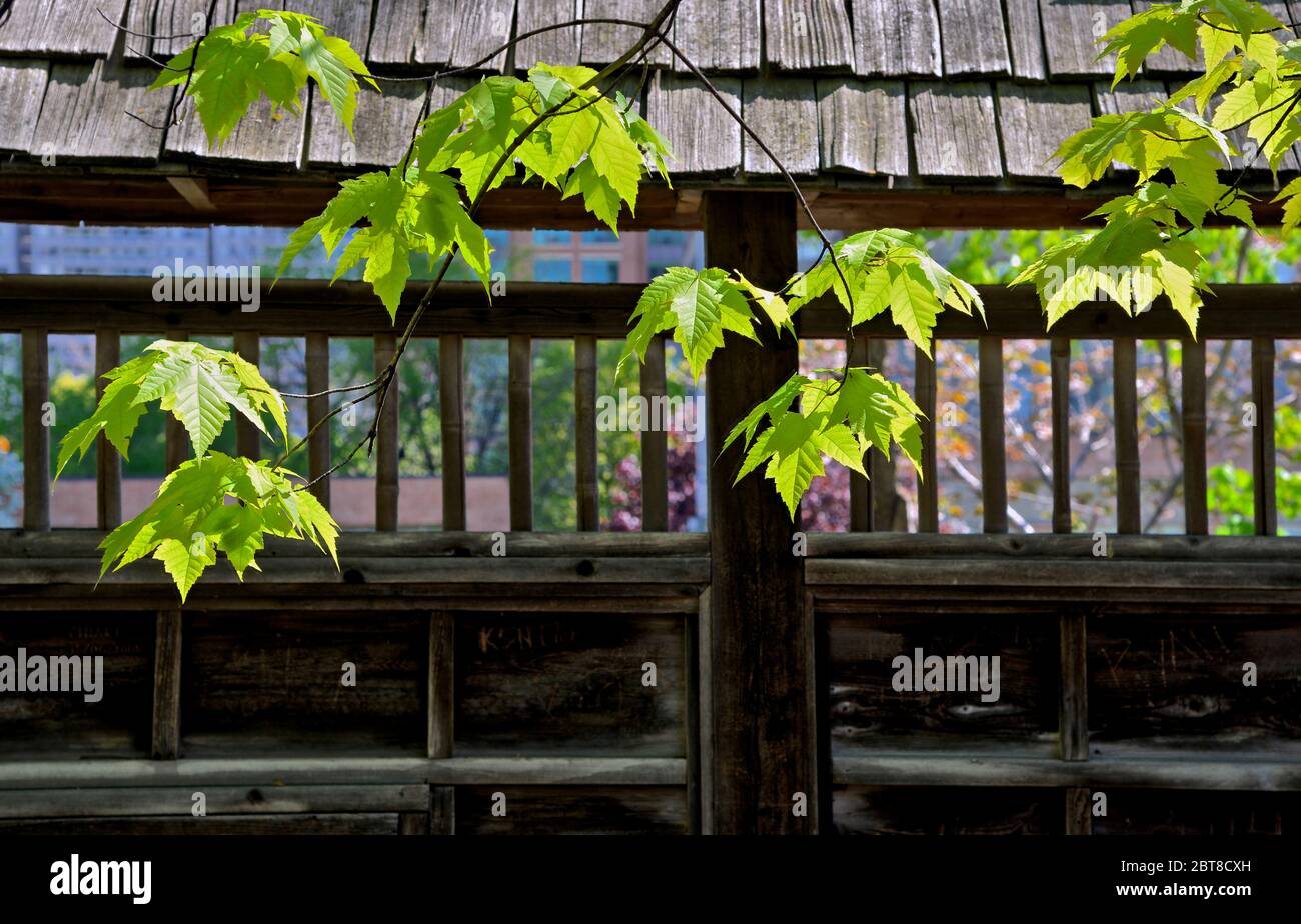 Japanese maple park hi-res stock photography and images - Alamy