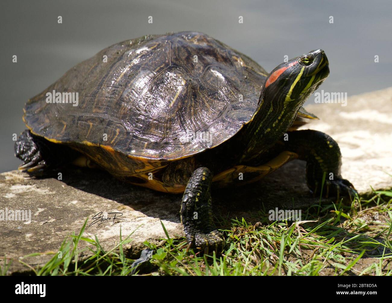 Sun bathing turtle hi-res stock photography and images - Alamy