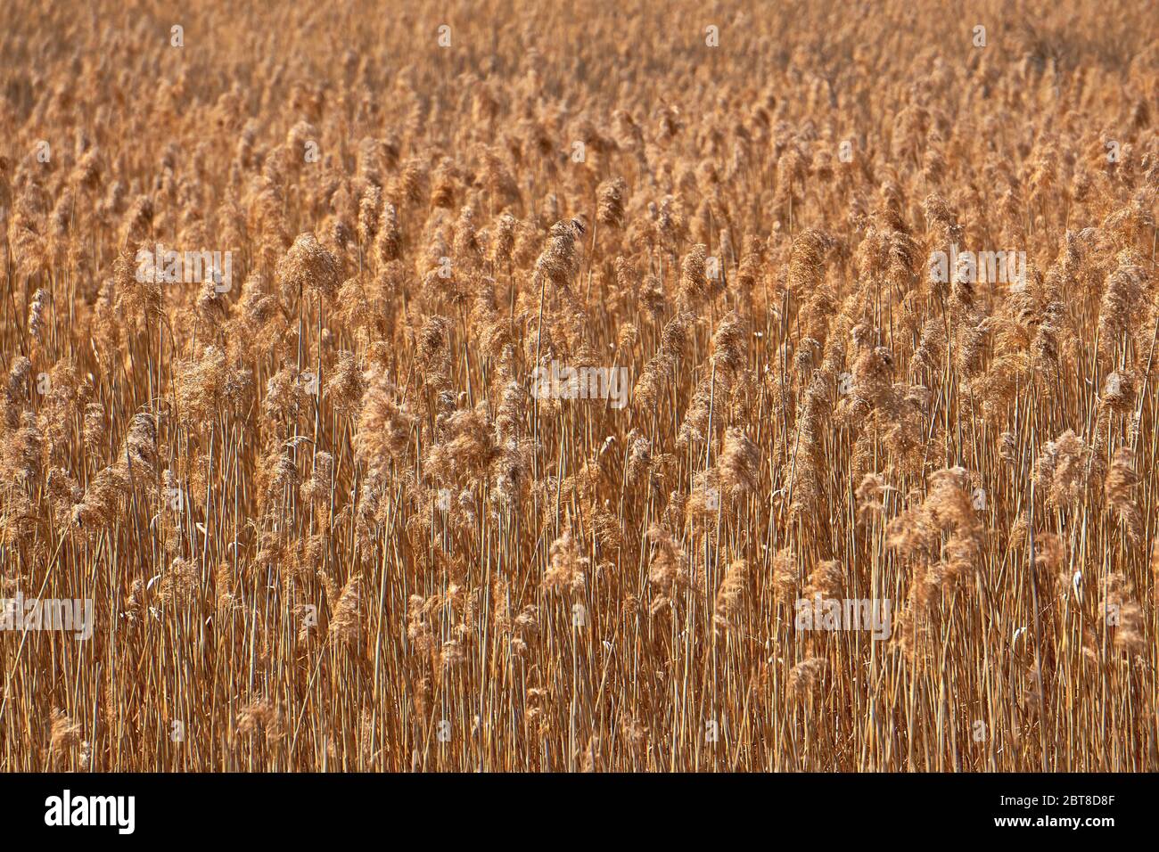 Dry reeds on bright blue hi-res stock photography and images - Alamy