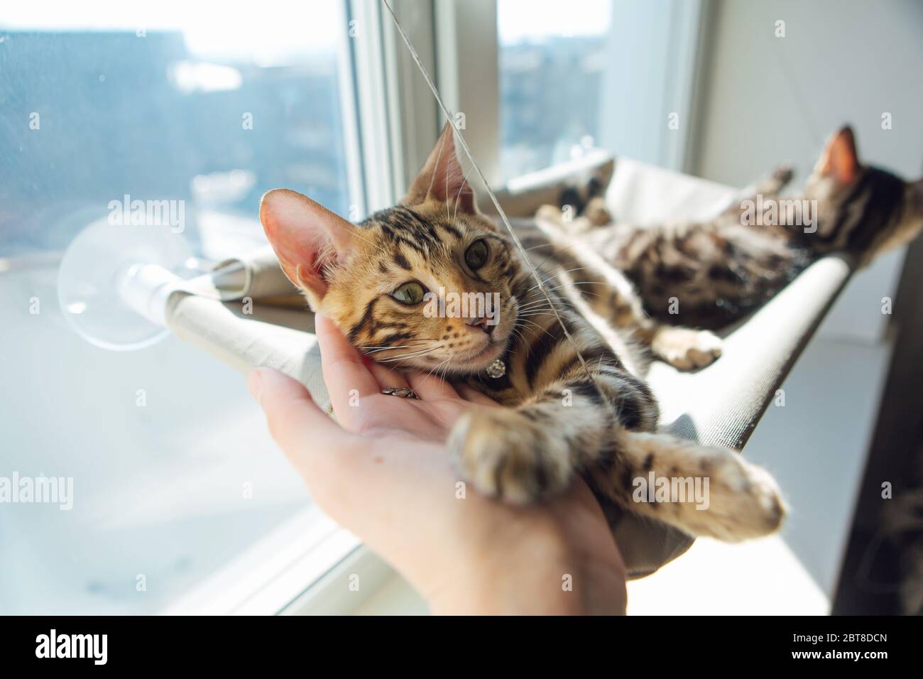 Cute little bengal kitty cat laying on the cat's window bed with head ...