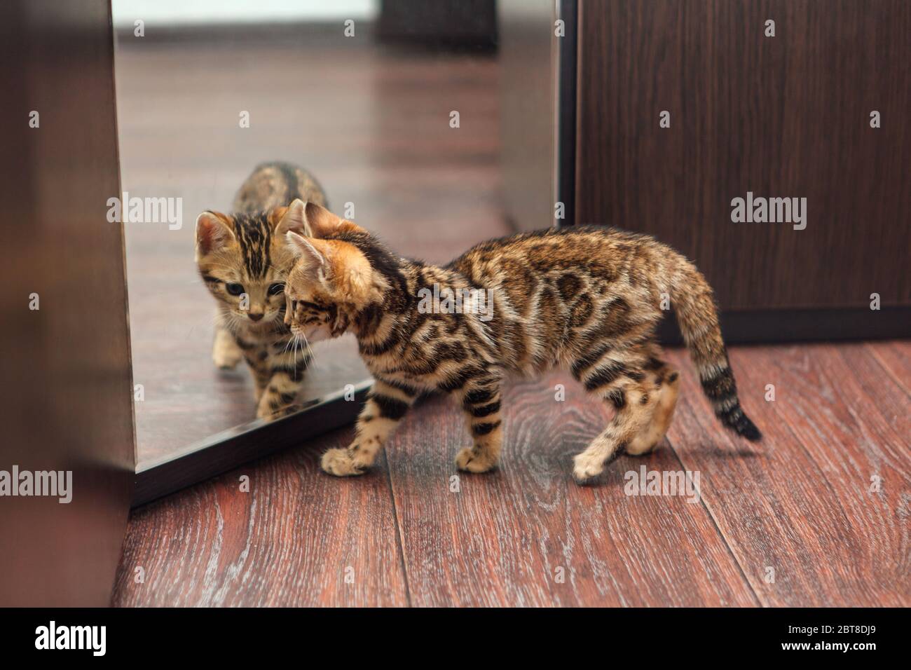 Cute curious bengal kitten looking into the mirror Stock Photo - Alamy