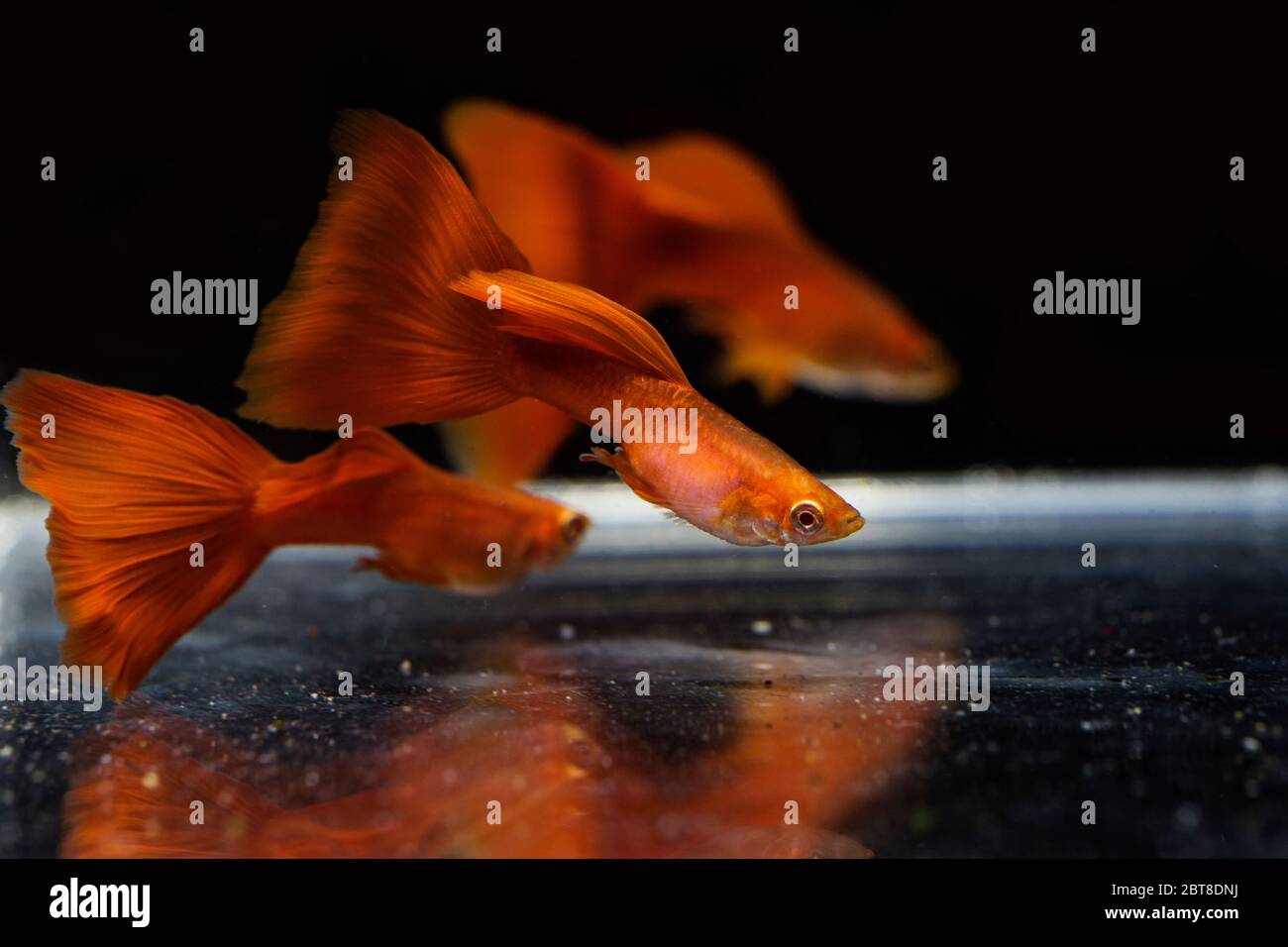 Male full red albino guppy Stock Photo - Alamy