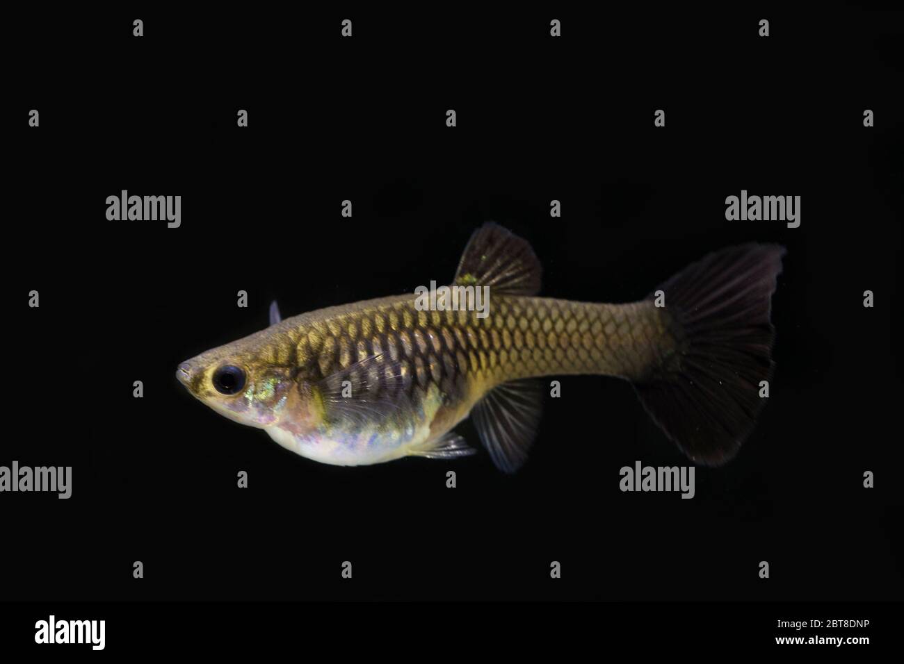 blue moscow guppy show Stock Photo - Alamy