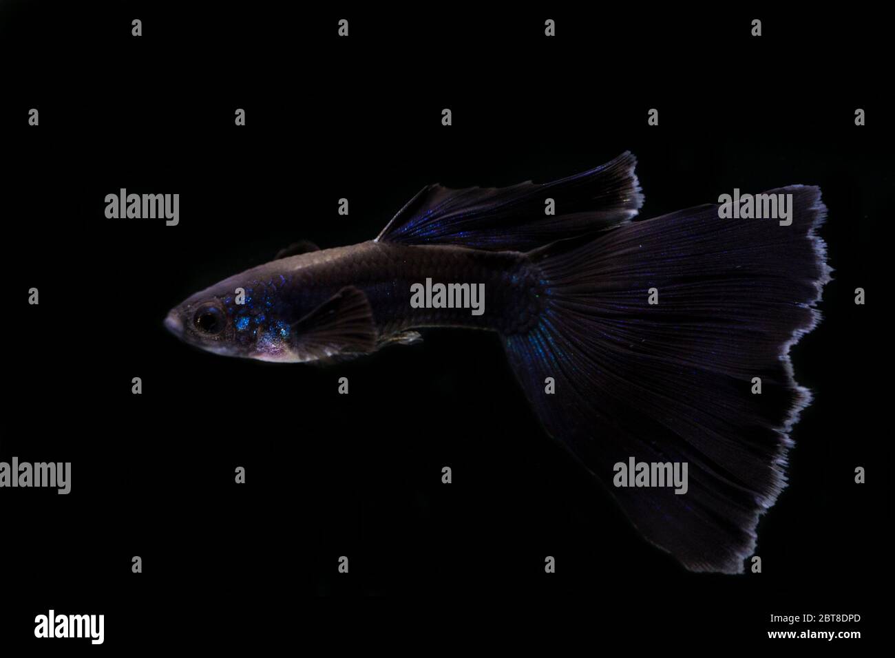 blue moscow guppy show Stock Photo - Alamy