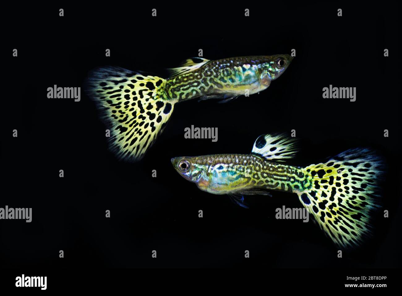 Beautiful Male snakeskin cobra guppy Stock Photo - Alamy