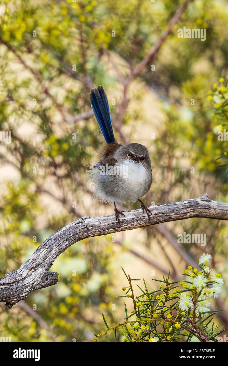 Female blue wren hi-res stock photography and images - Alamy