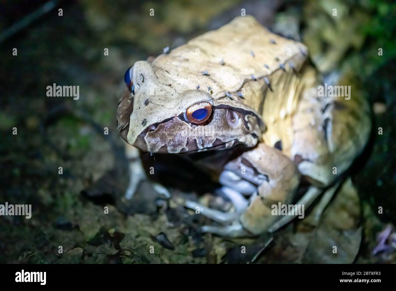 Nocturnal Smoky Jungle Frog (Leptodactylus pentadactylus) in the ...