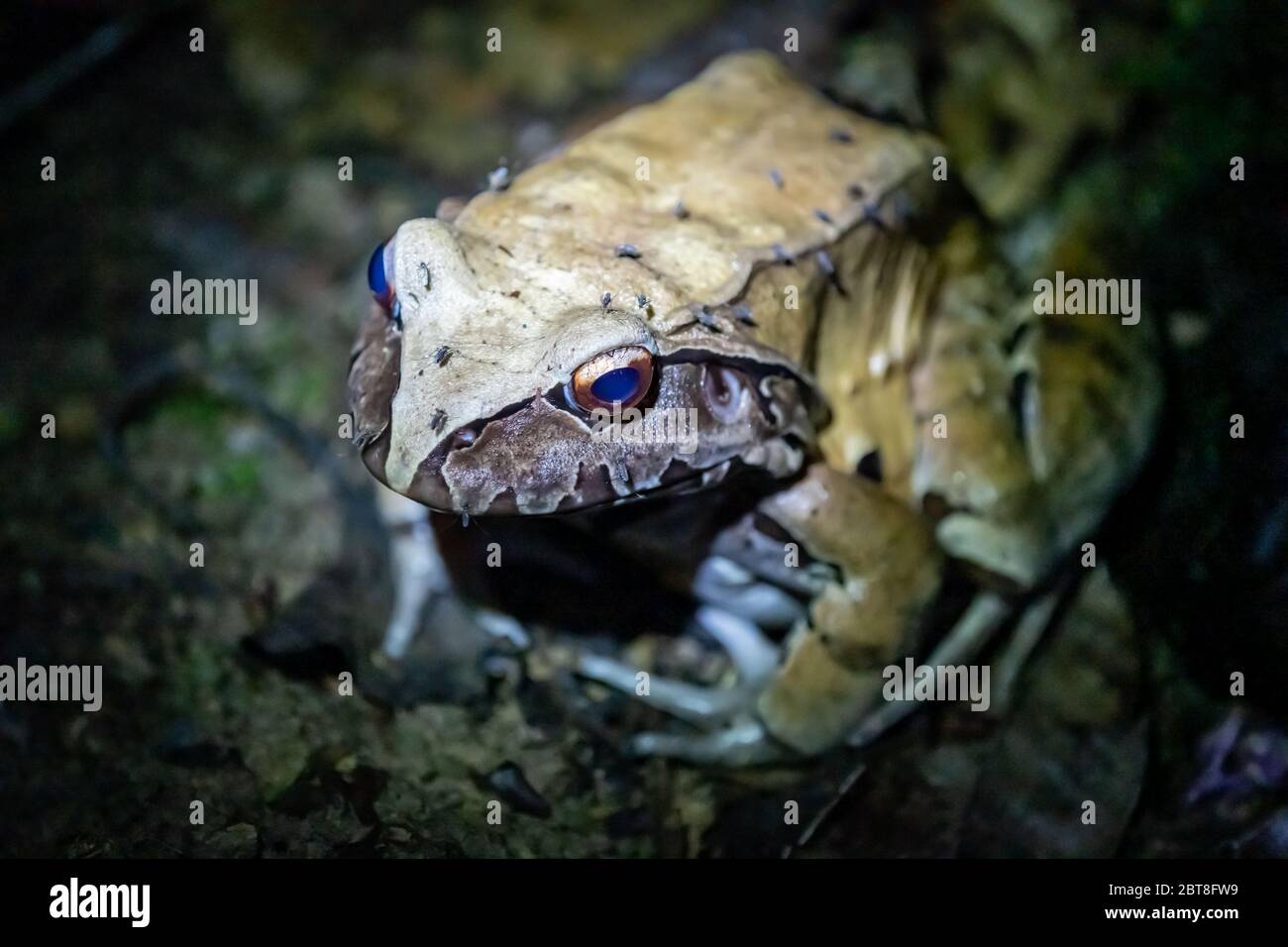 Smoky jungle frog leptodactylus pentadactylus hi-res stock photography ...