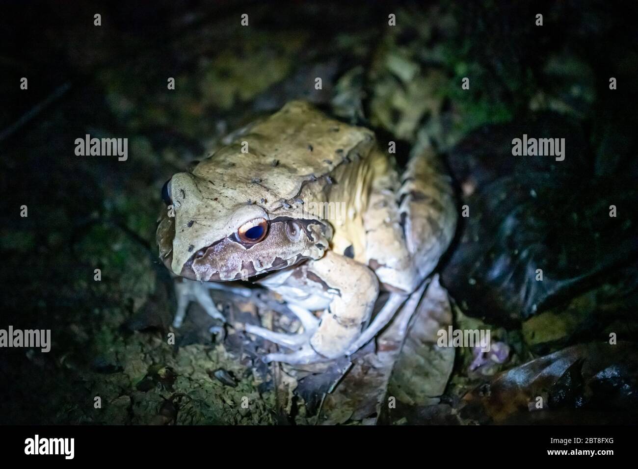 Nocturnal Smoky Jungle Frog (Leptodactylus pentadactylus) in the ...