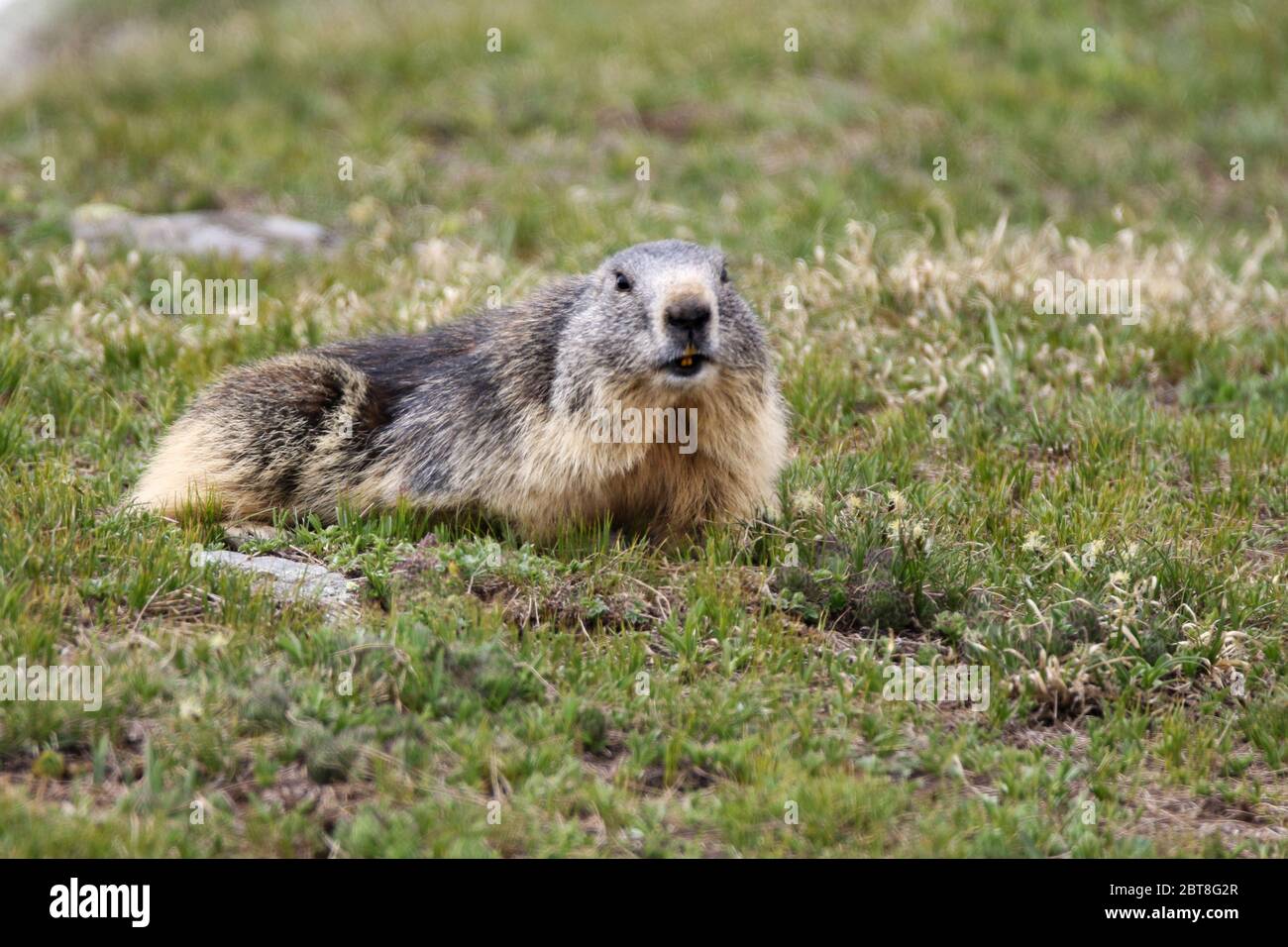 Marmot spotted on the Grand Paradis national park wildlife Italy Stock ...
