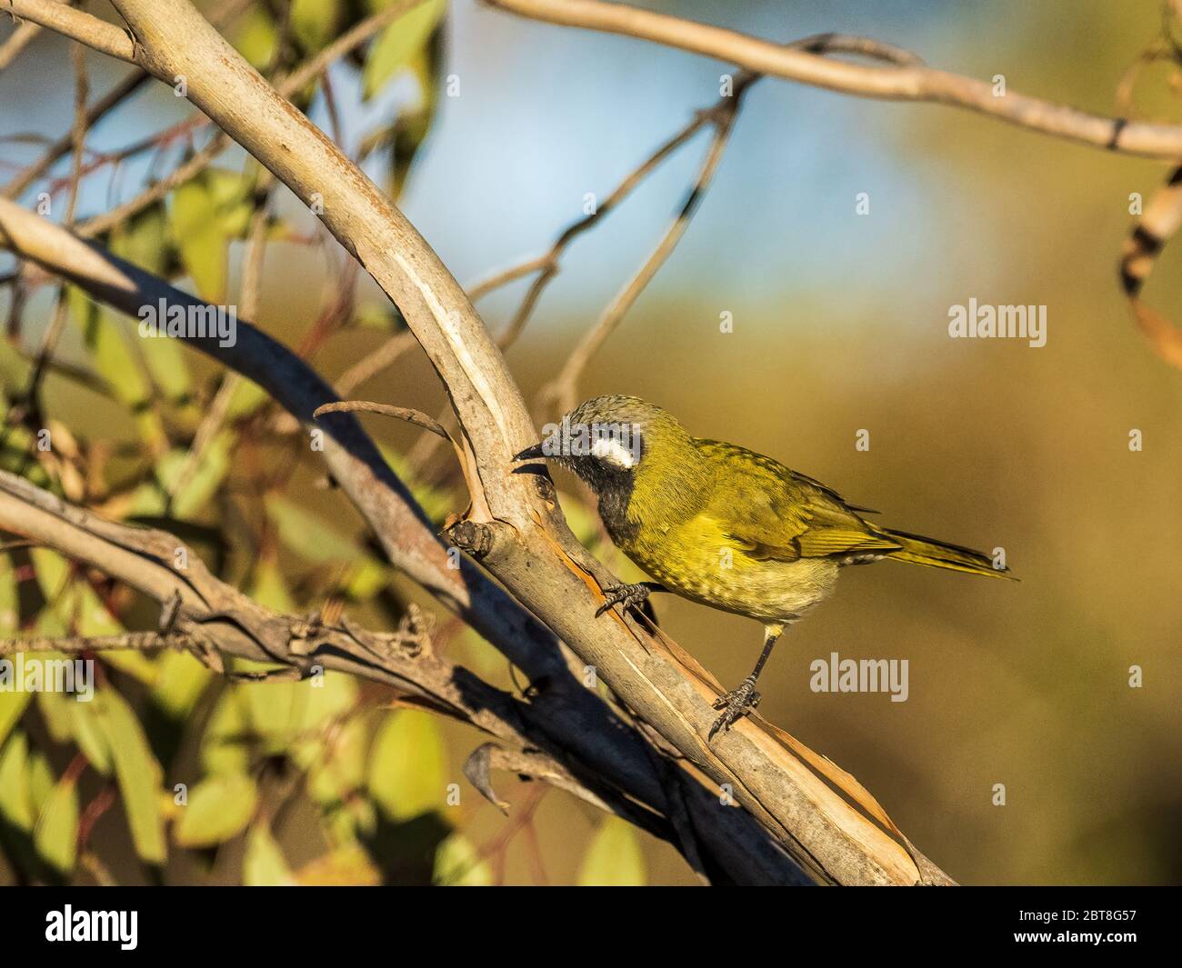 Olive green bird hi-res stock photography and images - Alamy
