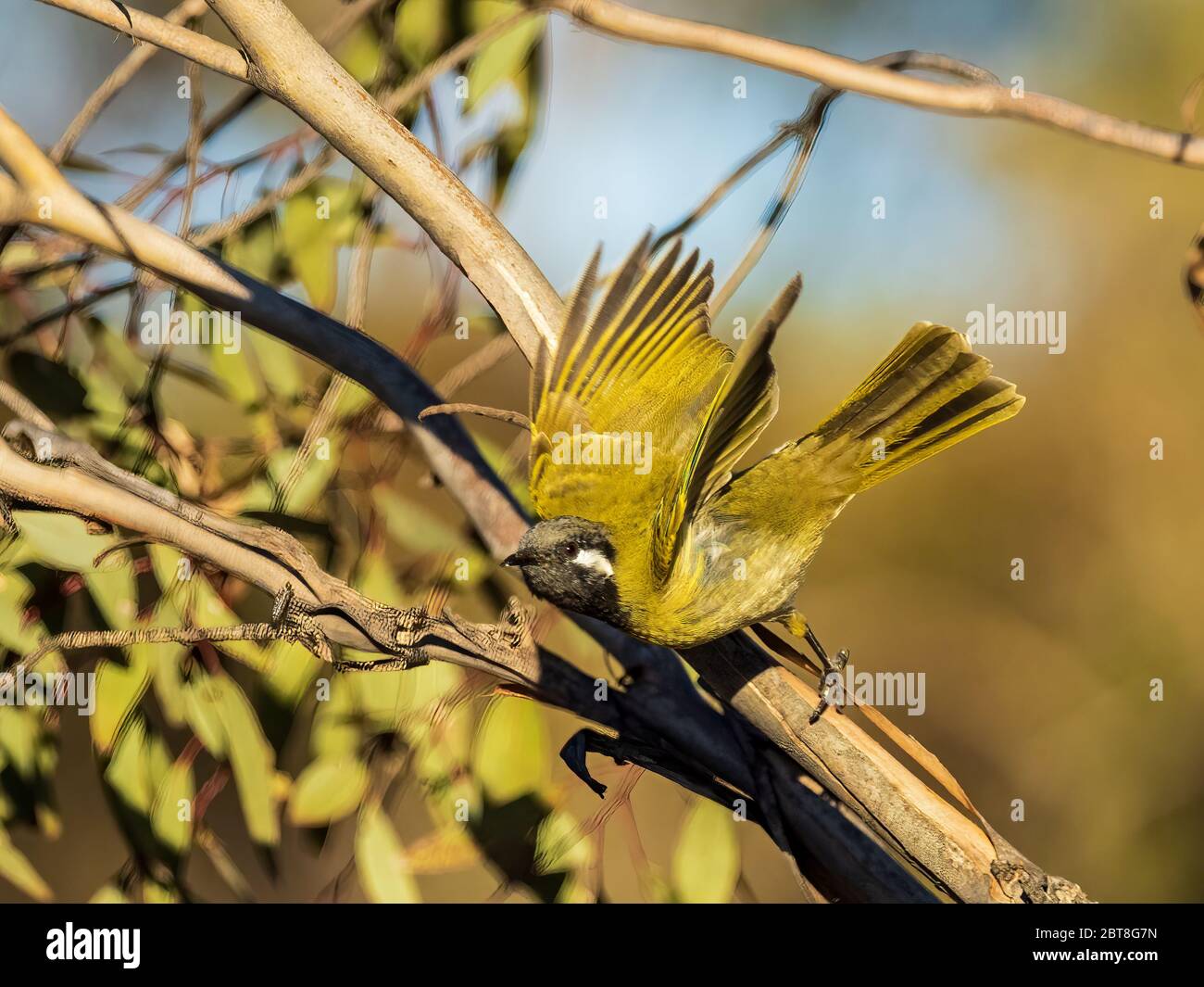 Olive green bird hi-res stock photography and images - Alamy