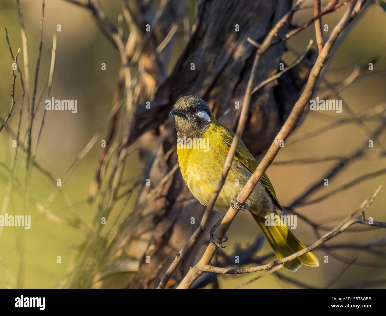 White eared hi-res stock photography and images - Alamy