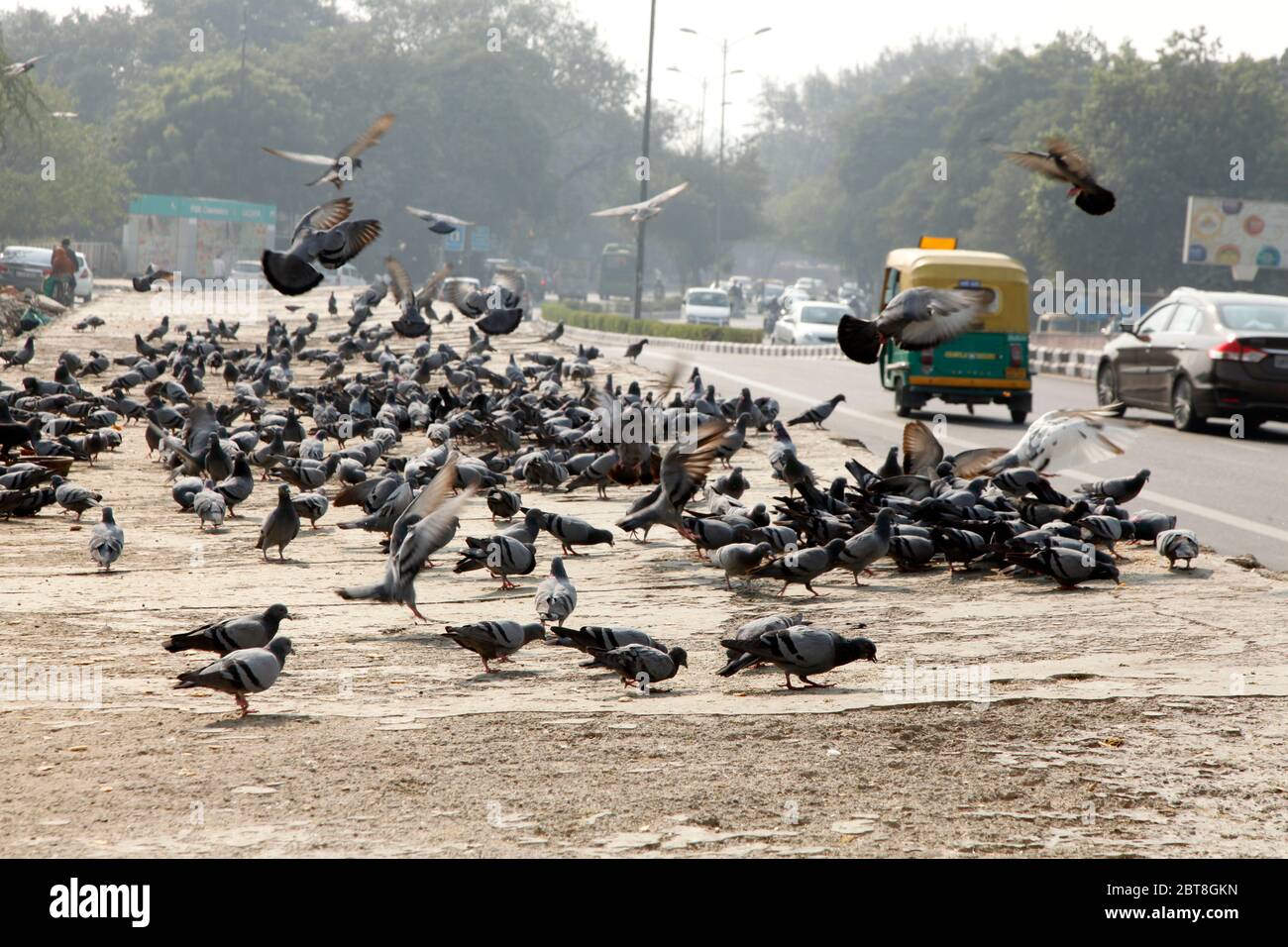 Pegions in the city street, pegions or doves inhabited the city street ...