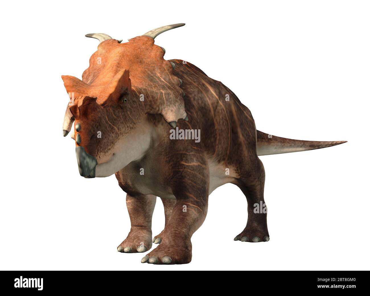 Achelousaurus was a Cretaceous era dinosaur. A cousin of the ...