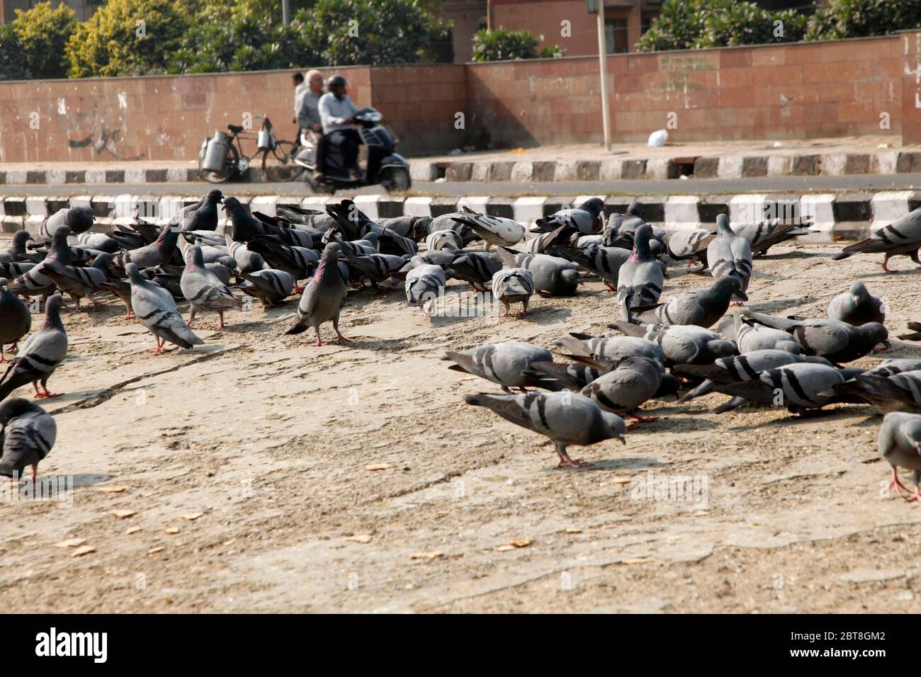 Pegions in the city street, pegions or doves inhabited the city street ...