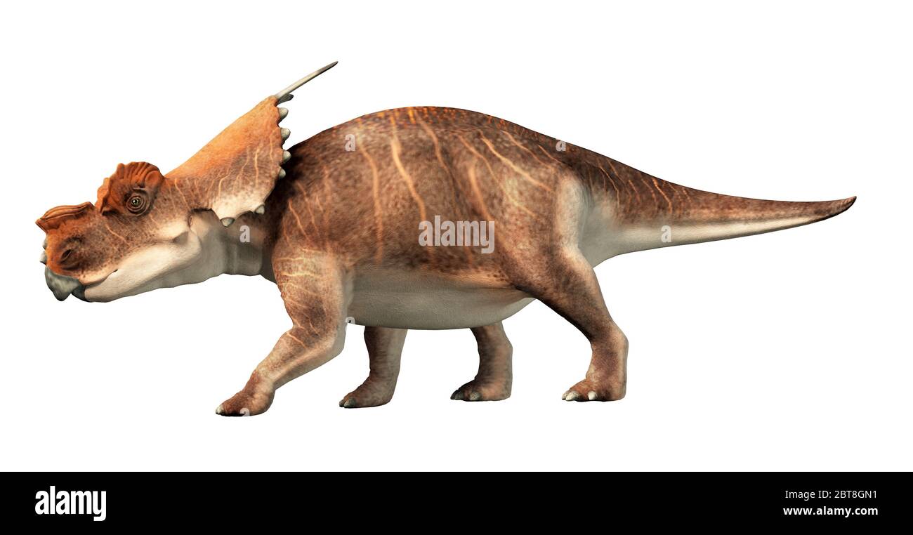Achelousaurus was a Cretaceous era dinosaur. A cousin of the ...