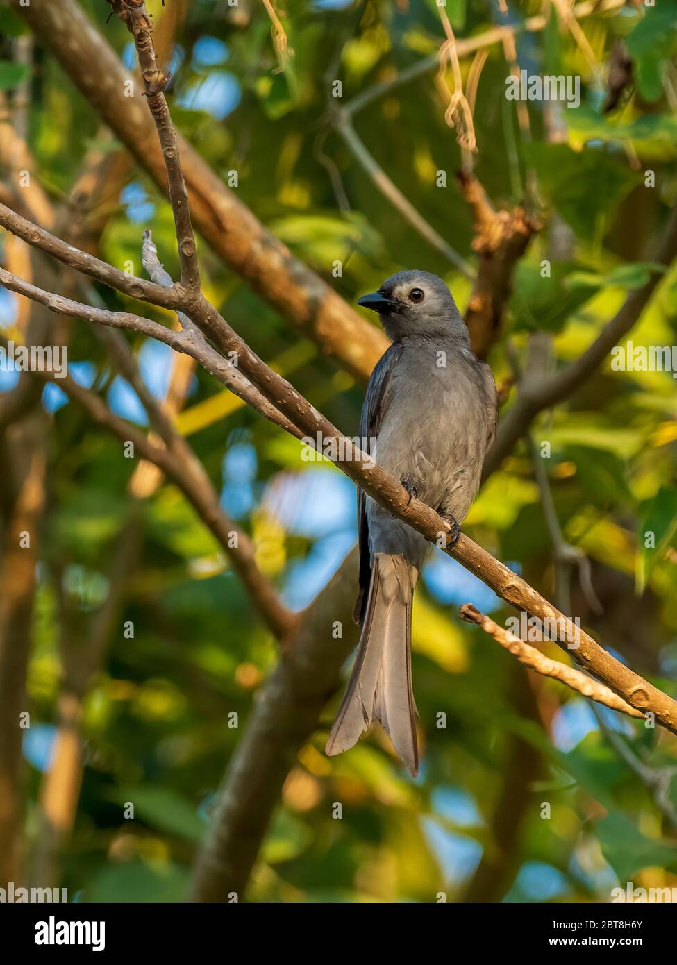 Greyish color hi-res stock photography and images - Alamy