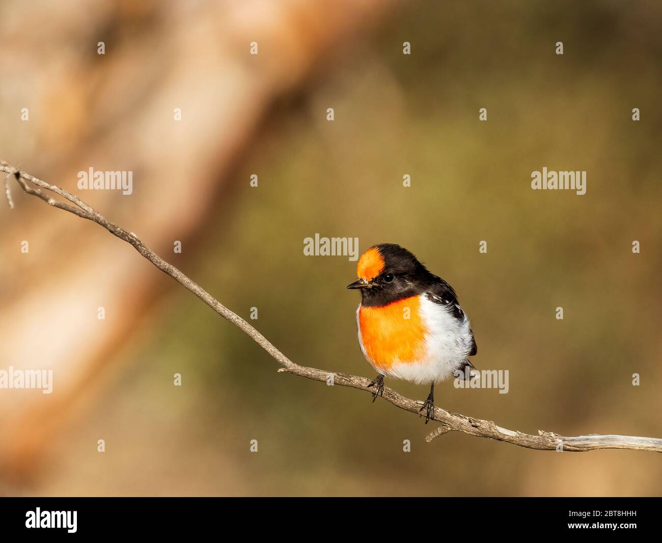 The Red-capped Robin (Petroica goodenovi) is the smallest red robin ...
