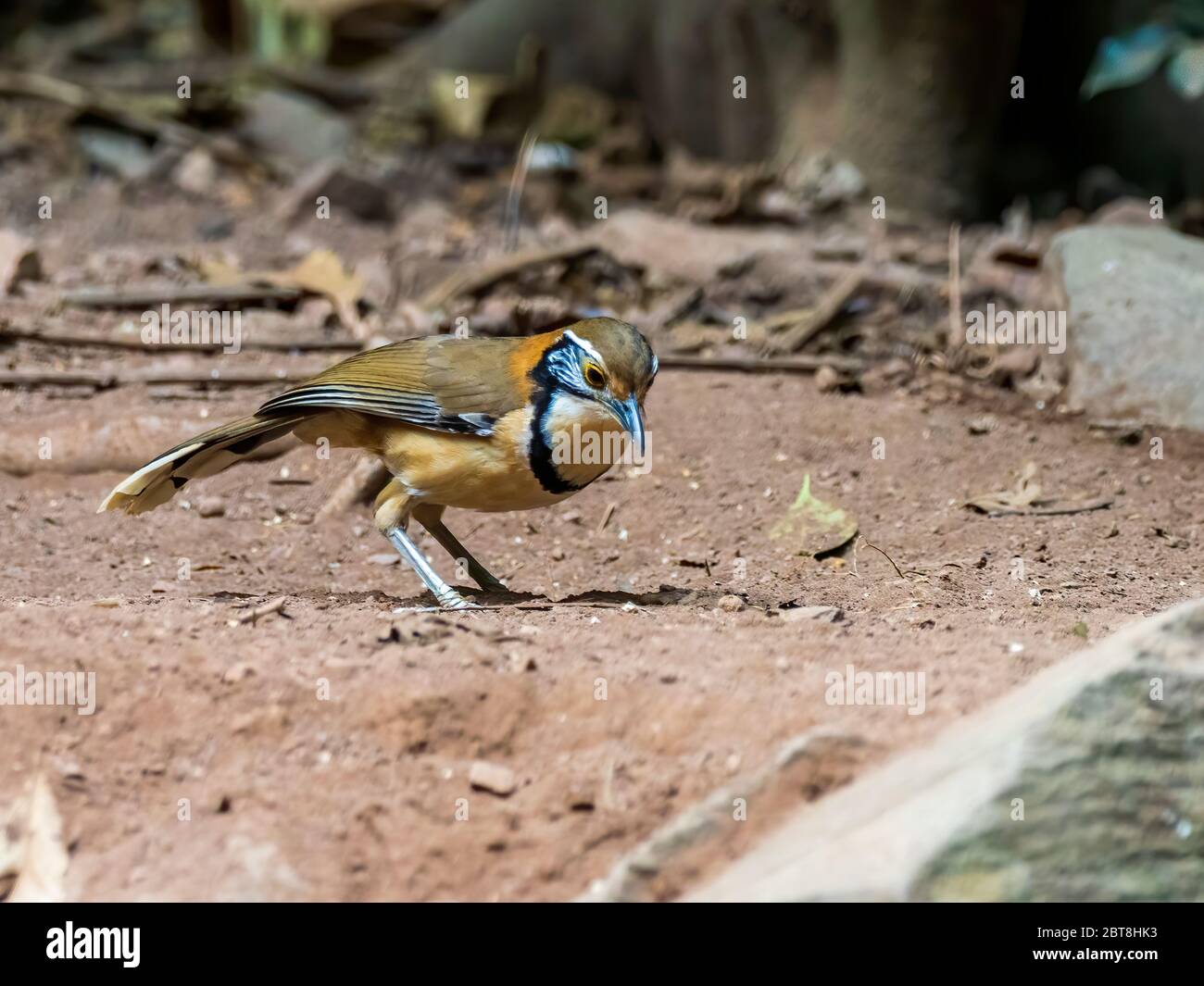The Greater Necklaced Laughingthrush (Garrulax pectoralis) is a large ...