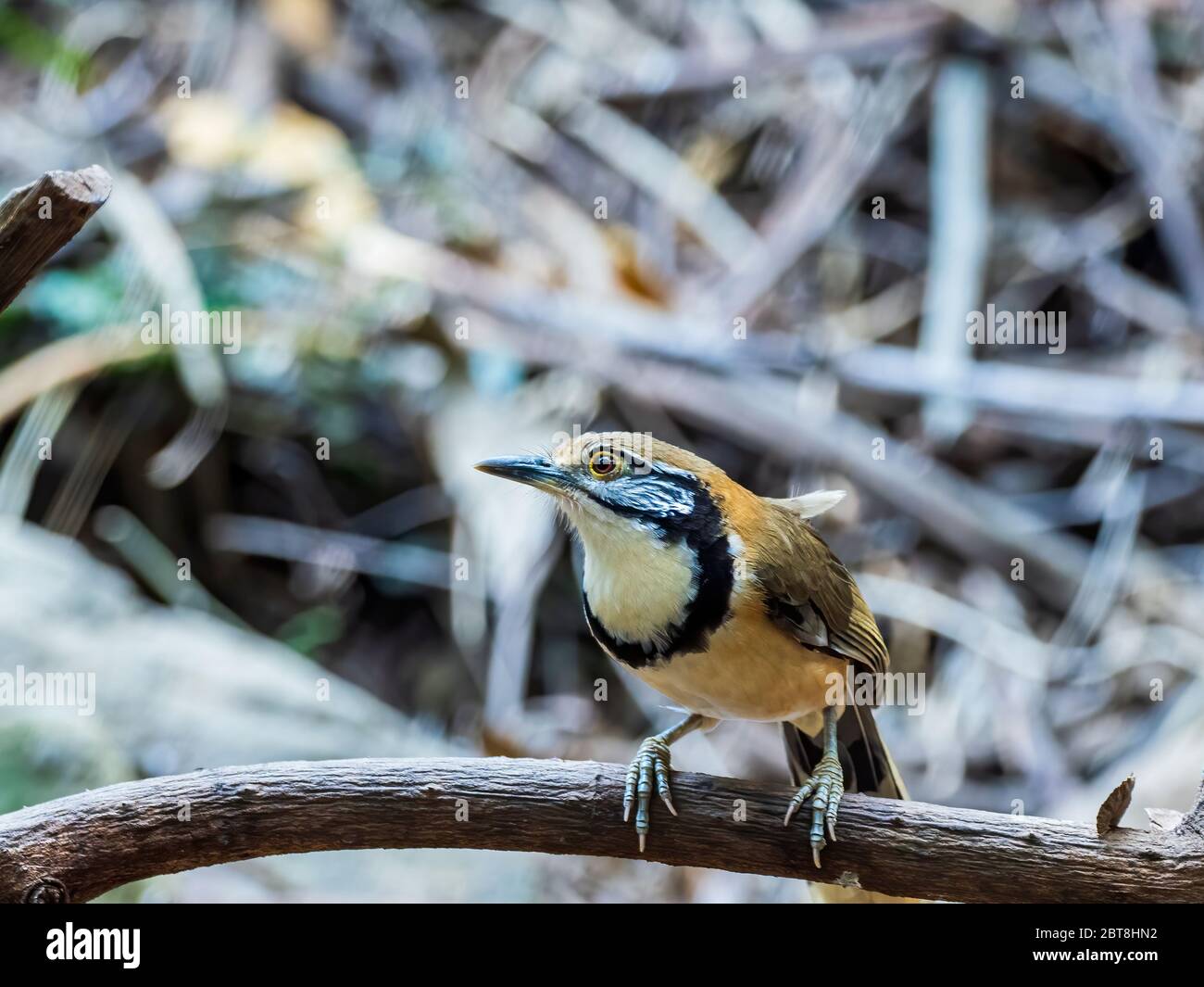 The Greater Necklaced Laughingthrush (Garrulax pectoralis) is a large ...