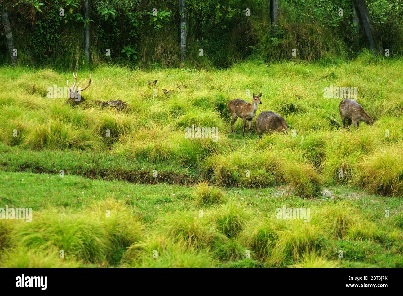 Ranca Upas, Ciwidey, Bandung, West Java, Indonesia Stock Photo - Alamy