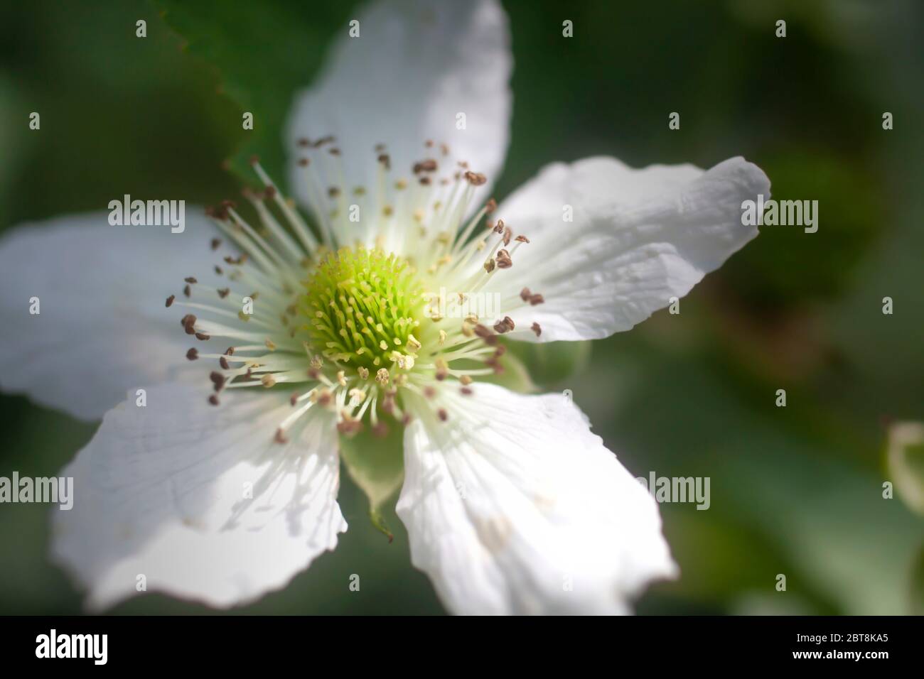 Beauty in the orchard hi-res stock photography and images - Alamy