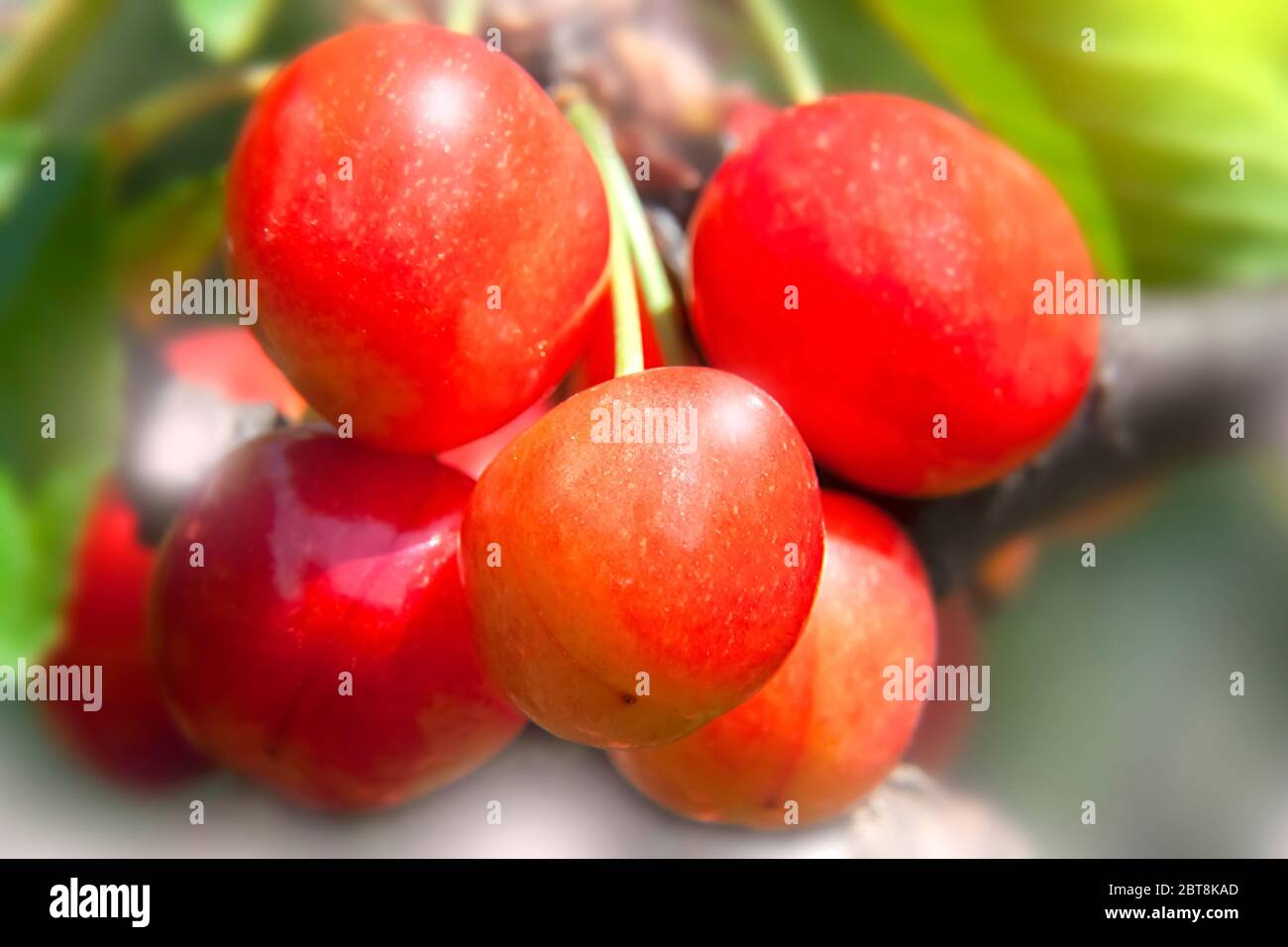 Five Fresh Cherries on Branch on Blurred Leaves Background Stock Photo ...