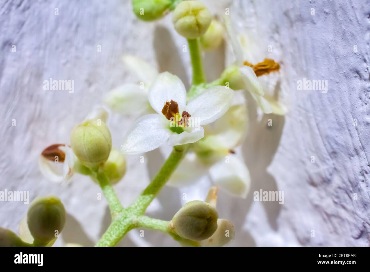 Olive tree white flowers green hi-res stock photography and images - Alamy
