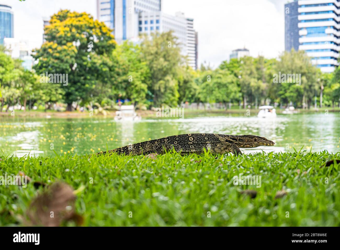 Monitor lizard at Lumpini Park, Bangkok. Asian, dangerous Stock Photo ...