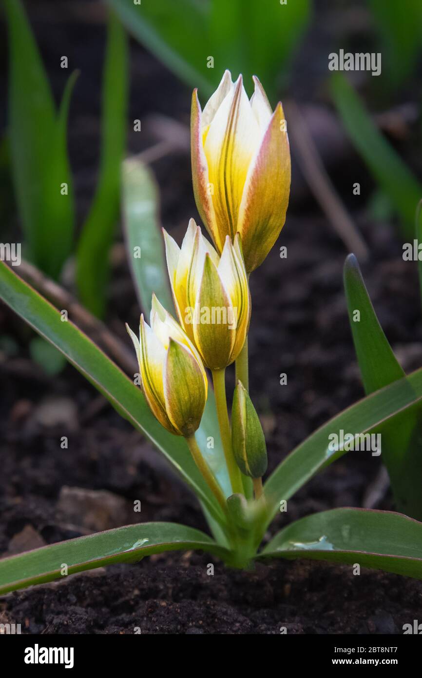 Flower tulipa tarda botanical hi-res stock photography and images - Alamy