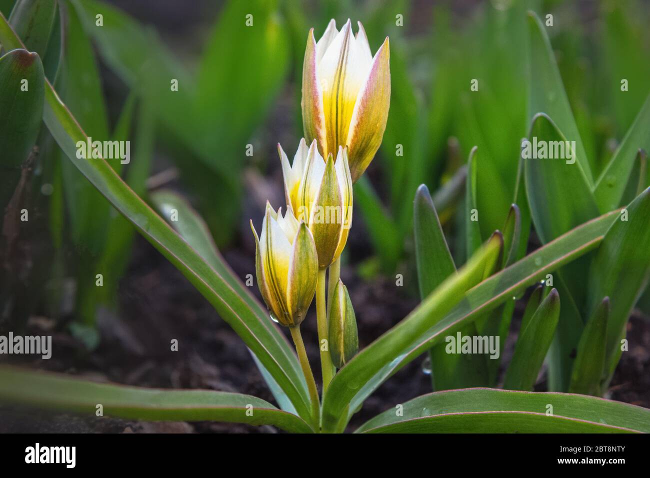 Flower tulipa tarda botanical hi-res stock photography and images - Alamy