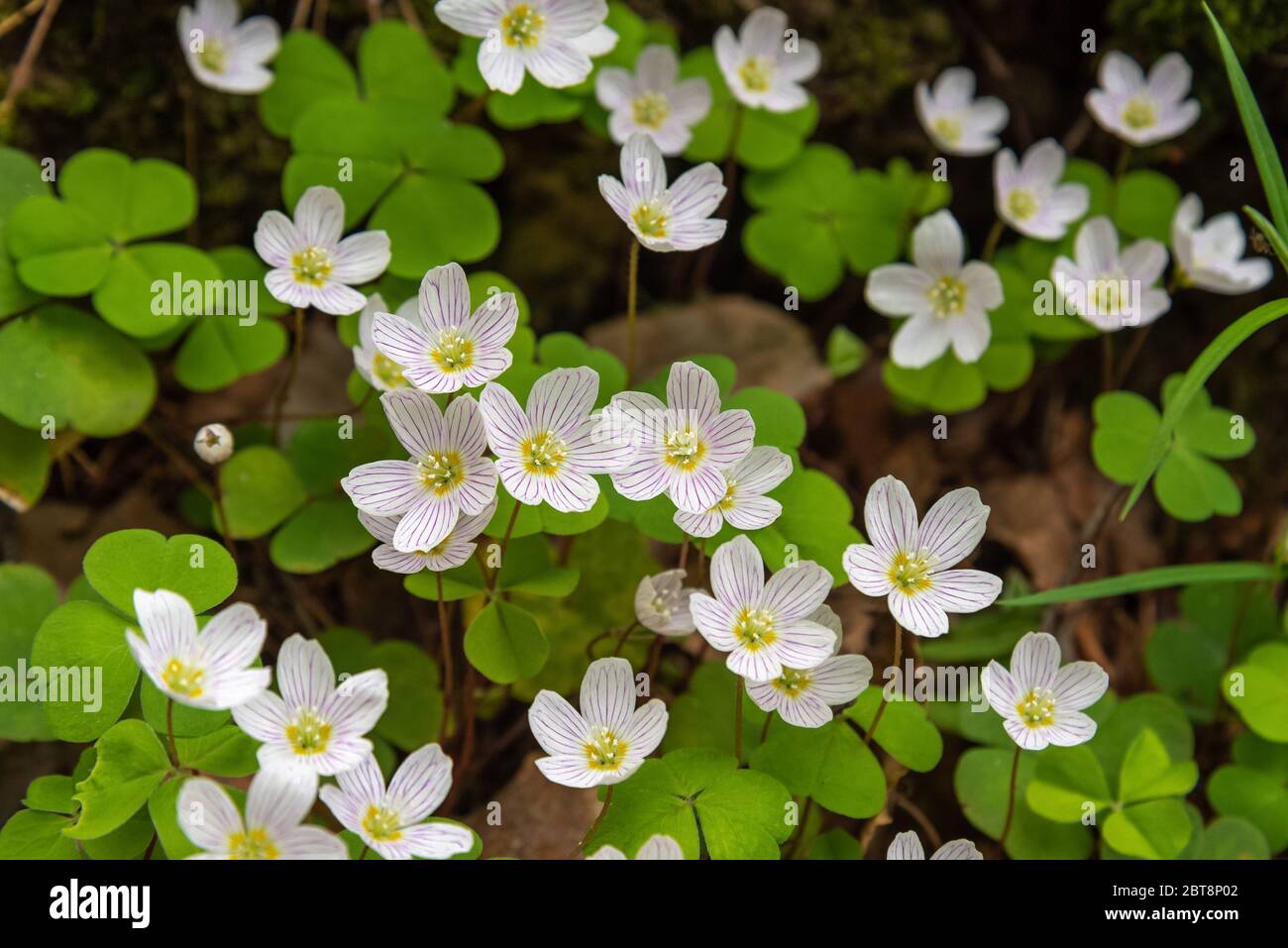 Wood Sorrel or Oxalis flowers in spring Stock Photo - Alamy