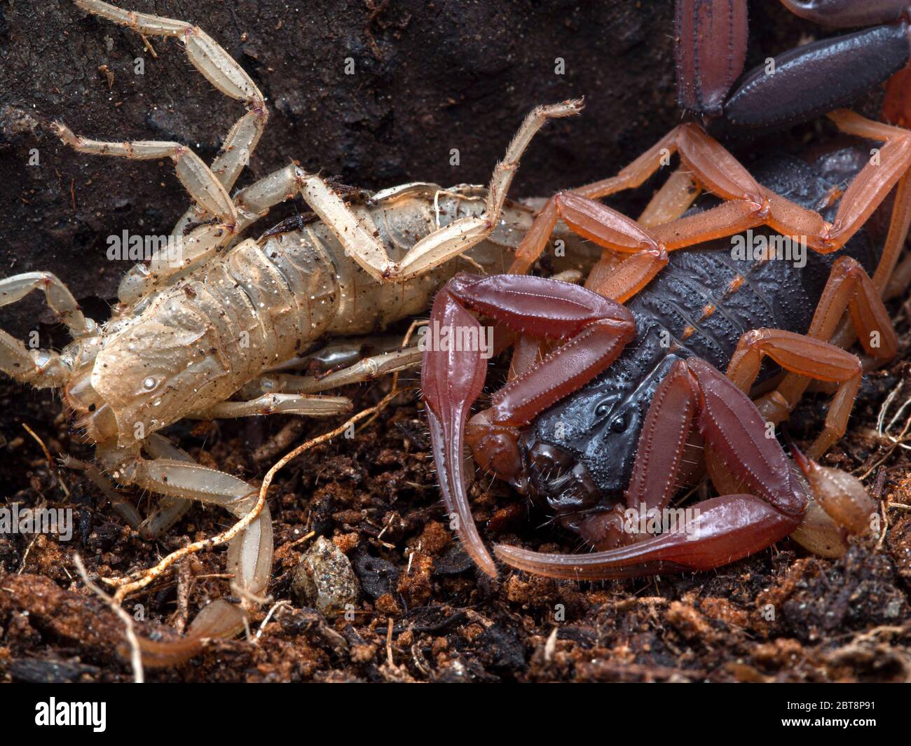 newly molted male brown bark scorpion (Florida bark scorpion ...