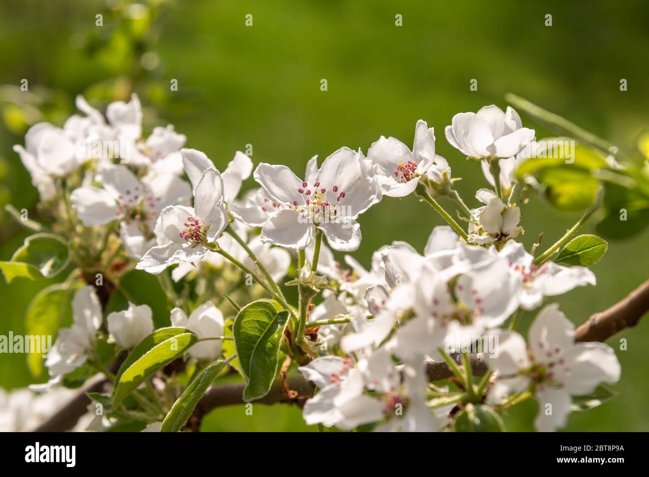 Botany blooming pear tree hi-res stock photography and images - Alamy