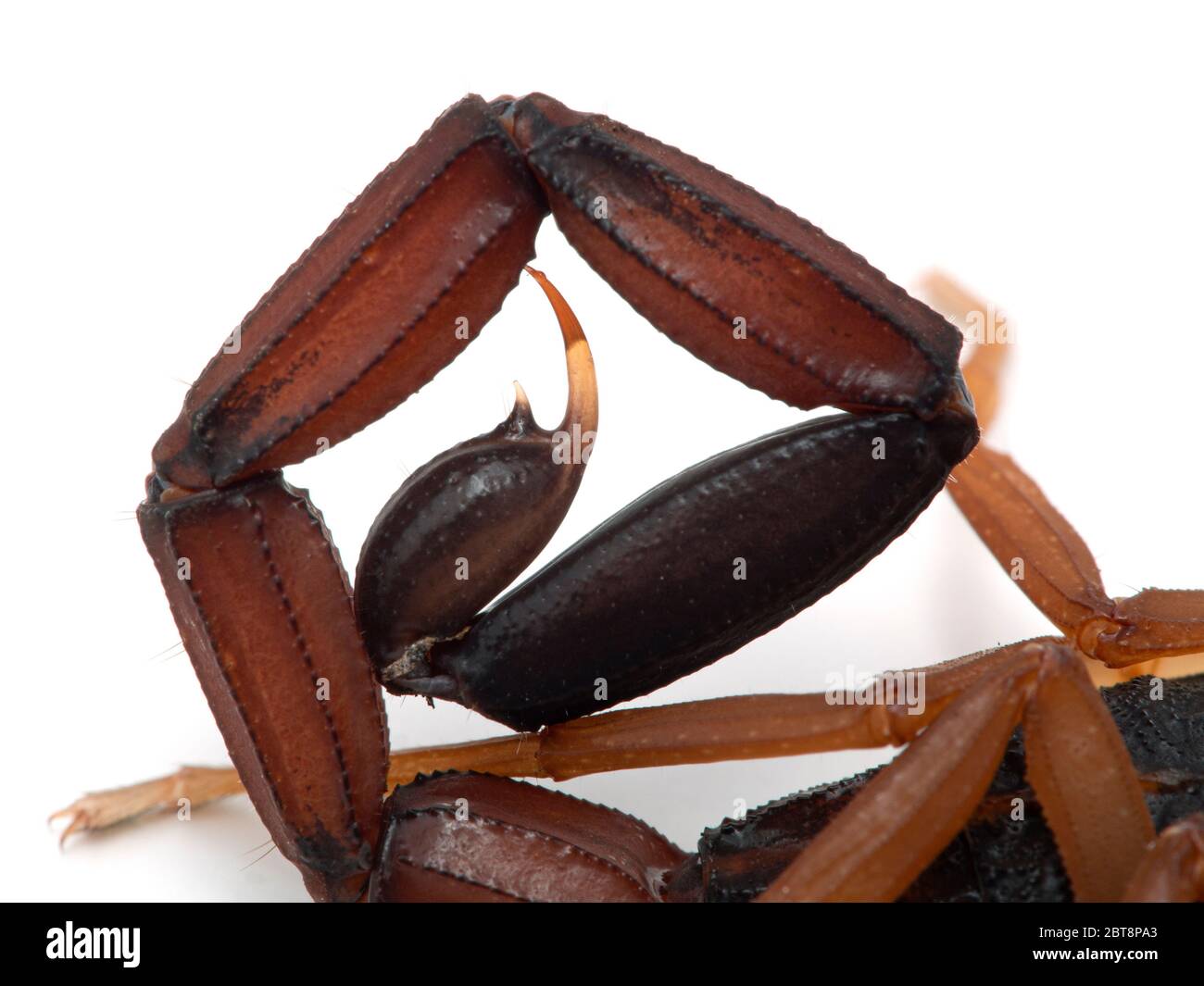 Tail and sting of a colourful, newly molted male brown bark scorpion ...