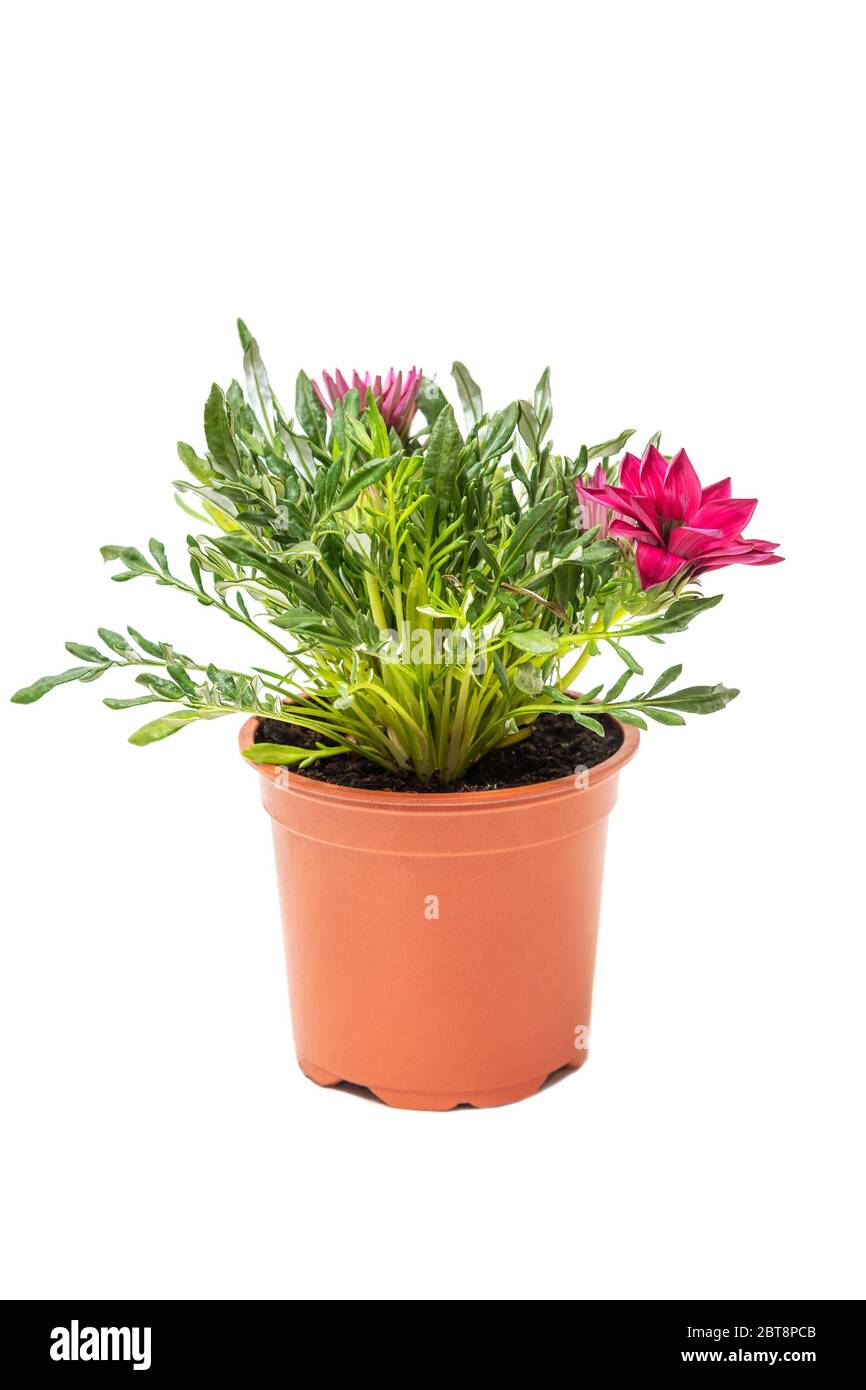 Gazania pot hi-res stock photography and images - Alamy