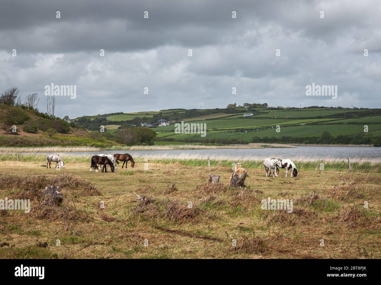 Long Strand, Cork, Ireland. 23rd May, 2020. A group of horses graze ...